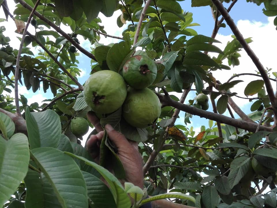 De “La Palma” no solo sale el palmiche (+ Fotos) – La Voz de Cabaiguán