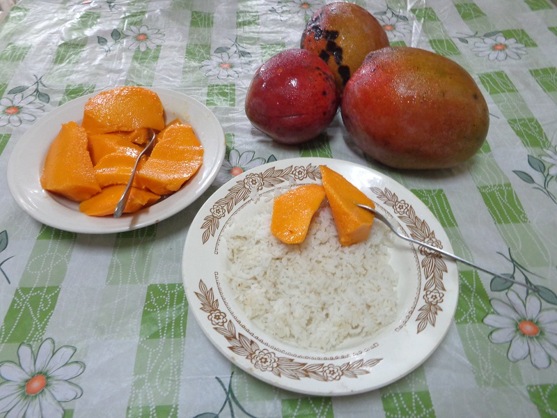 Arroz con mango más allá de la frase popular – La Voz de Cabaiguán