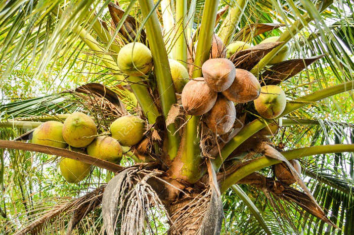 El cocotero, no solo nos sirve el coco – La Voz de Cabaiguán