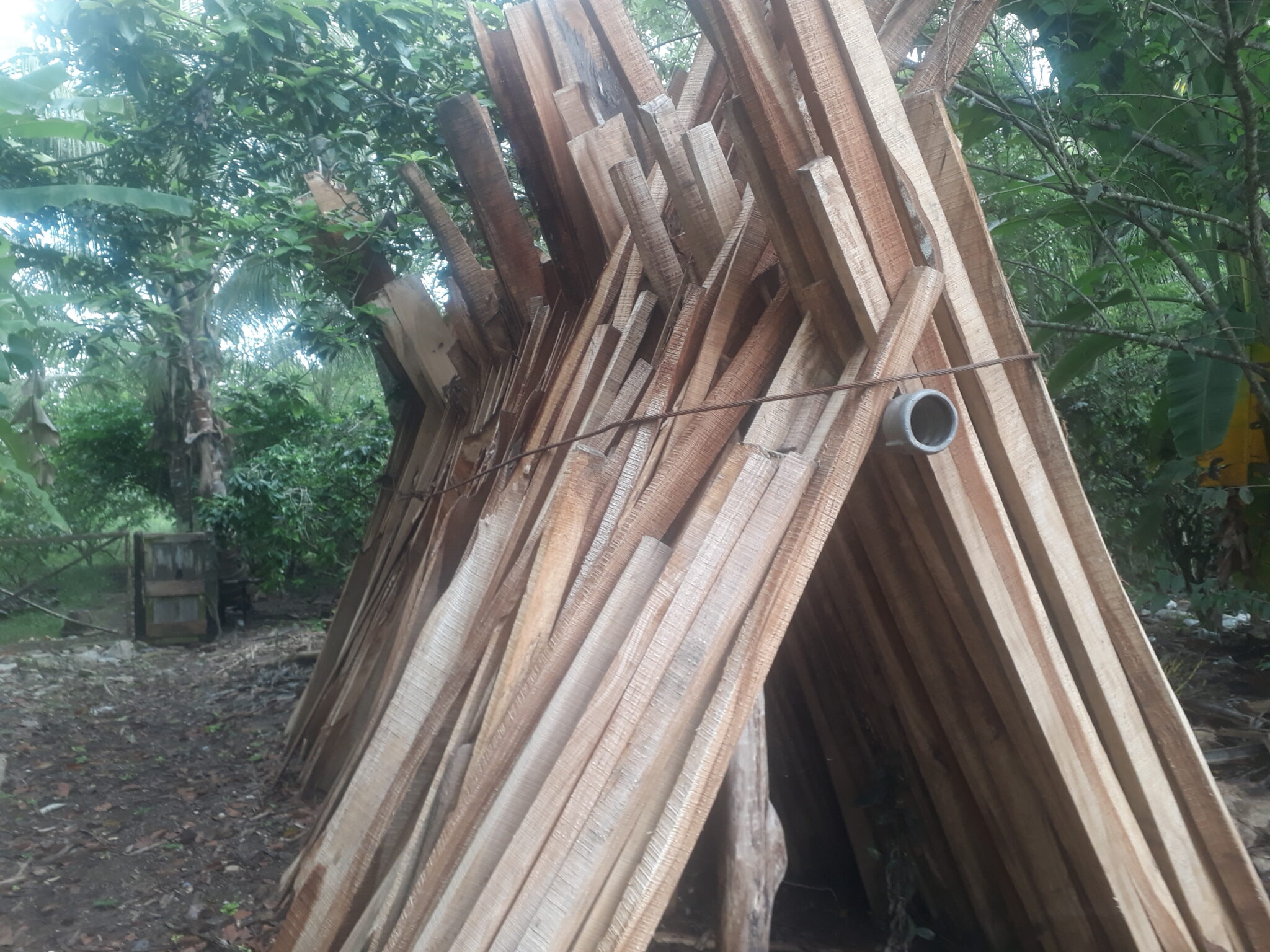 Secar la madera – La Voz de Cabaiguán