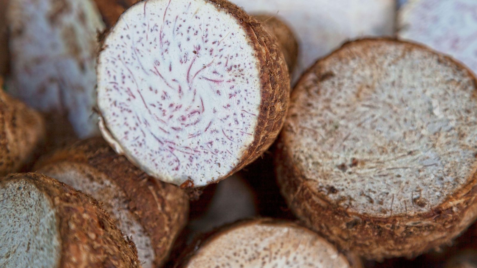 La malanga, una planta con propiedades nutricionales – La Voz de Cabaiguán